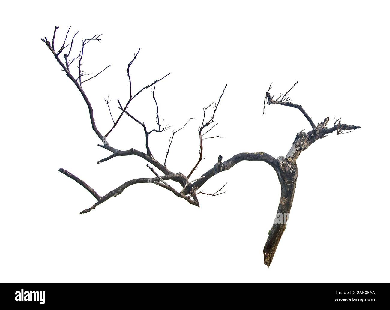 dry branch isolated on white background Stock Photo - Alamy