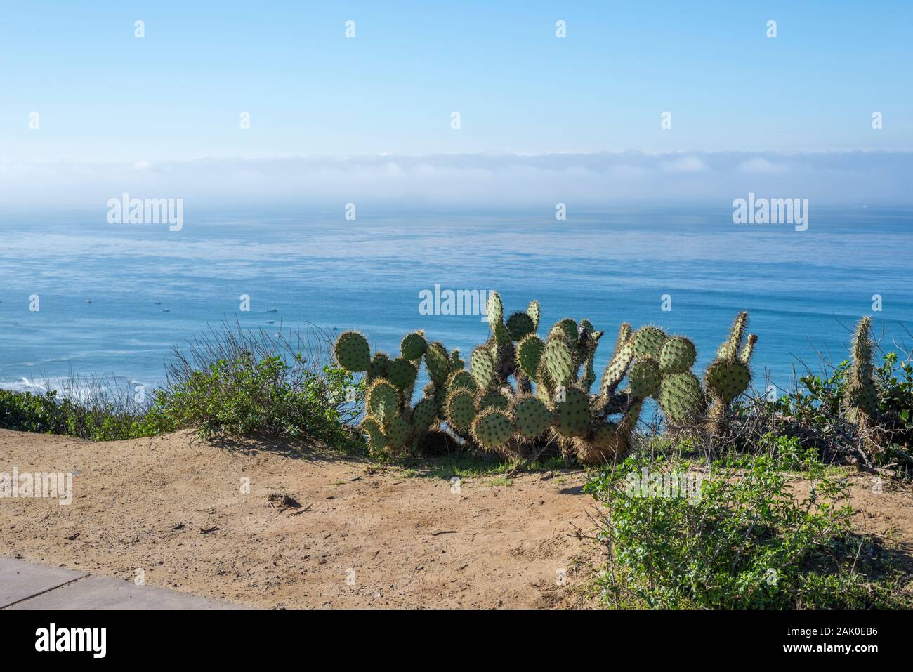 World of cactus hi-res stock photography and images - Alamy