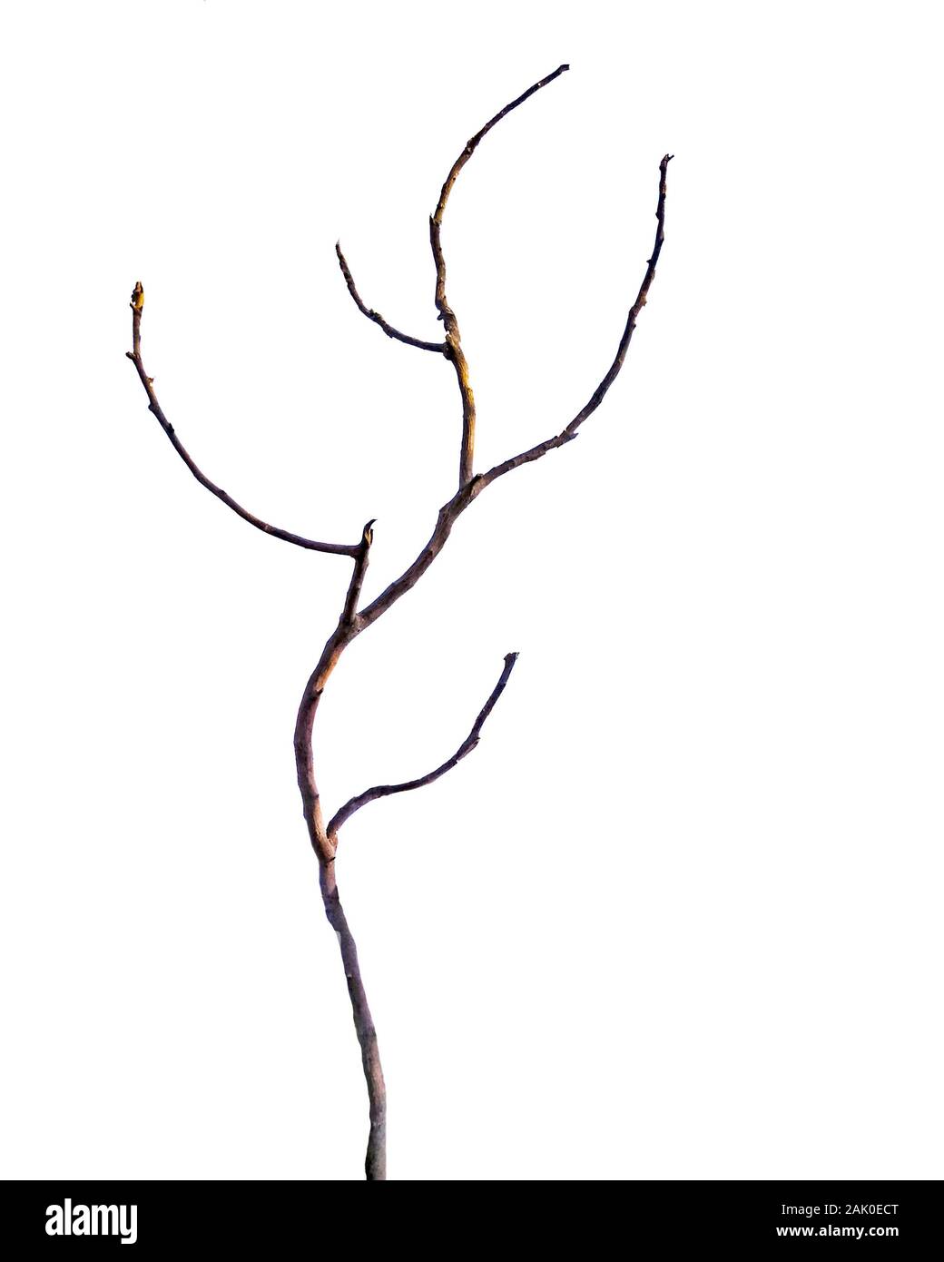 dry branch isolated on white background Stock Photo - Alamy