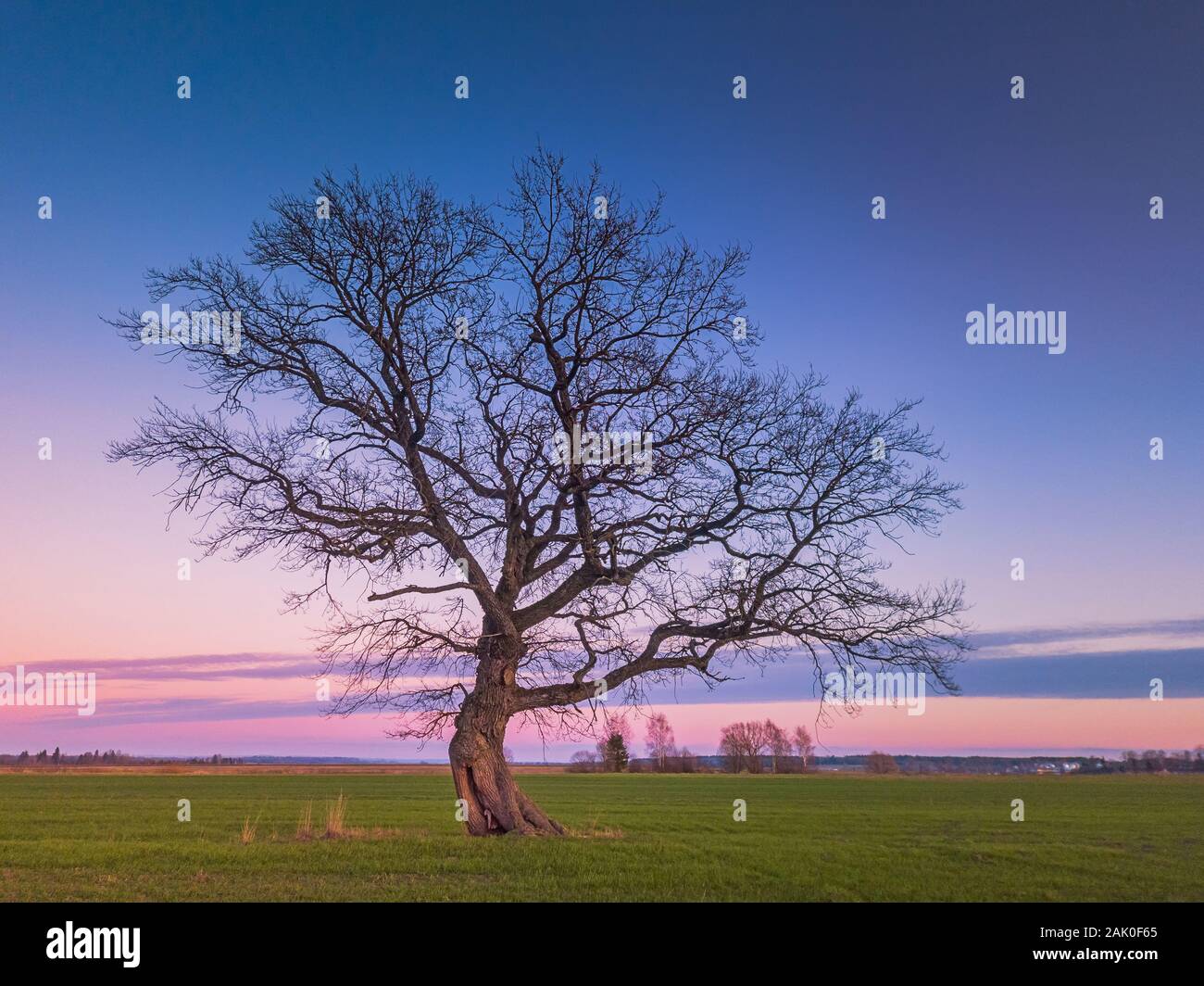 Oak tree in the evening light, Lithuania Europe Stock Photo - Alamy