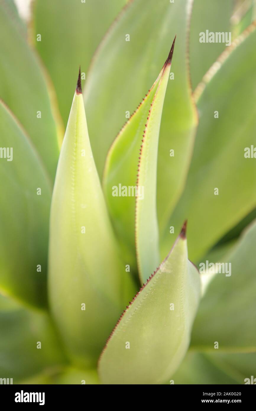 Cactus spiny leaf hi-res stock photography and images - Alamy