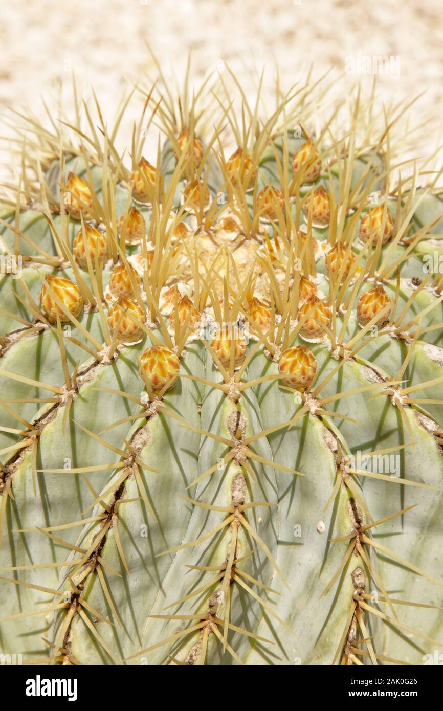 Cactus structure pattern hi-res stock photography and images - Alamy