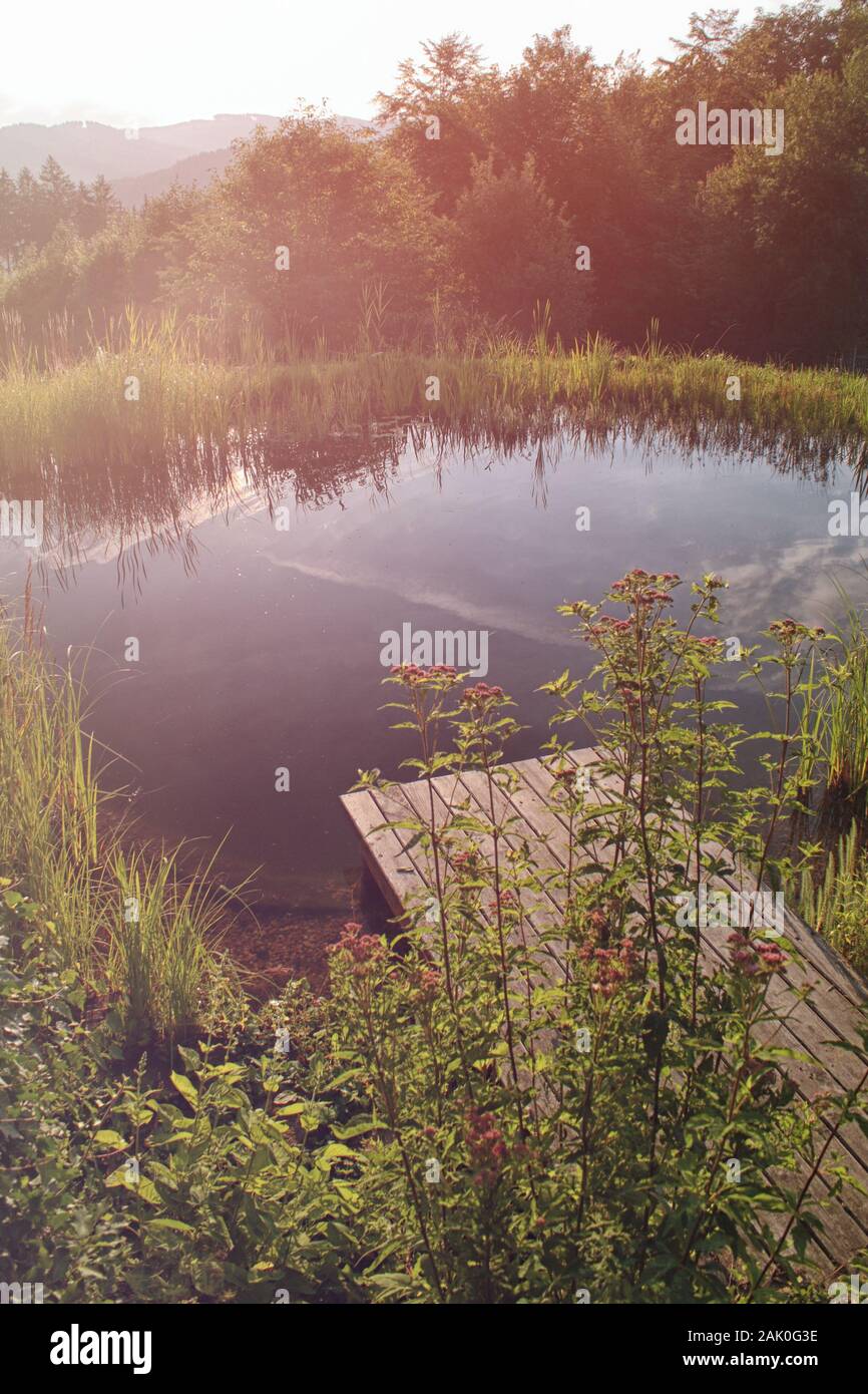 Small garden pond summer hi-res stock photography and images - Alamy