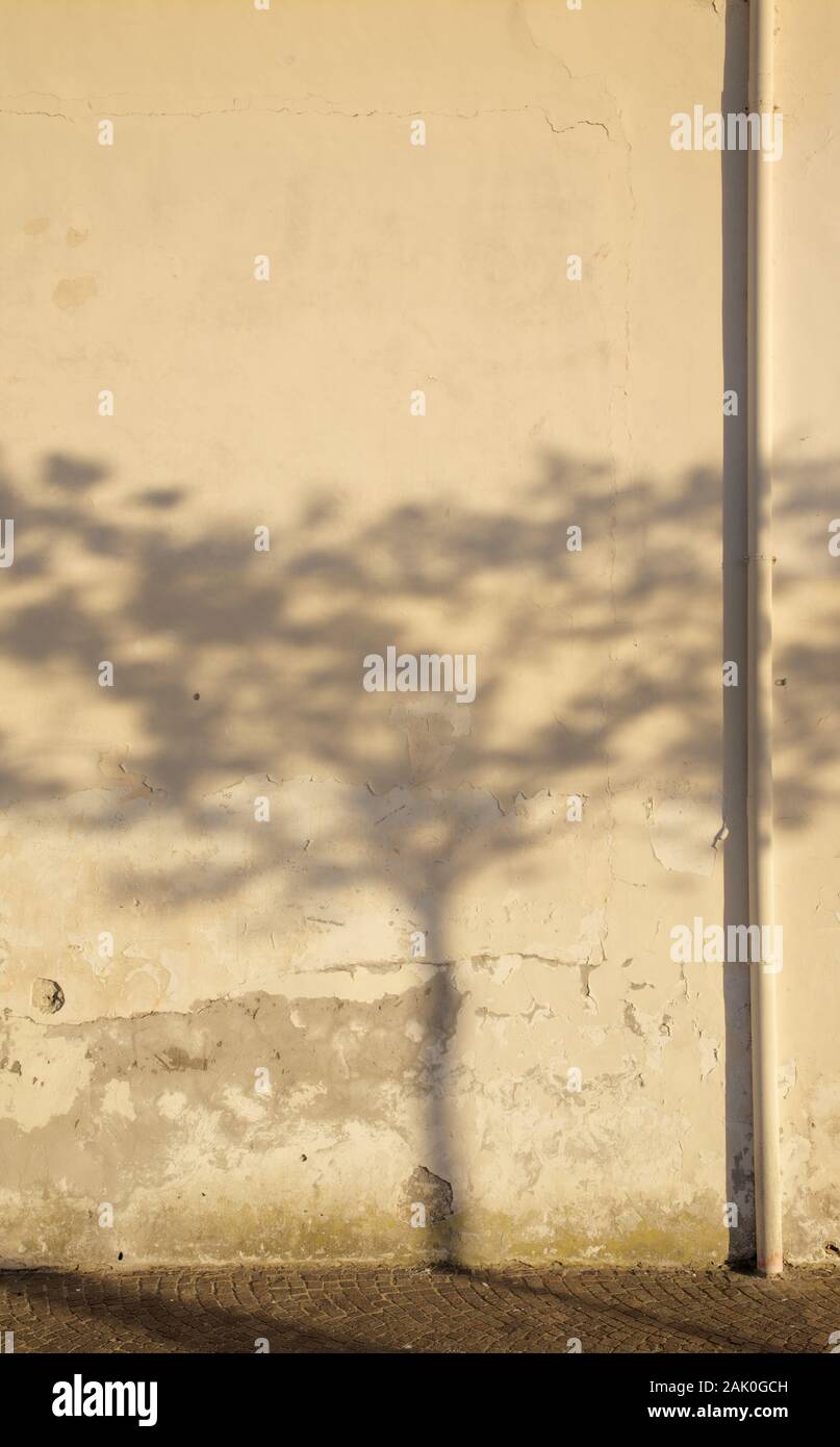 shadow of a small tree on a wall Stock Photo - Alamy