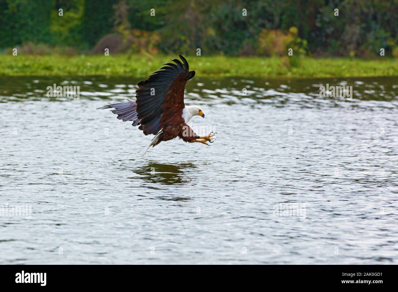 Descending Eagle High Resolution Stock Photography and Images - Alamy