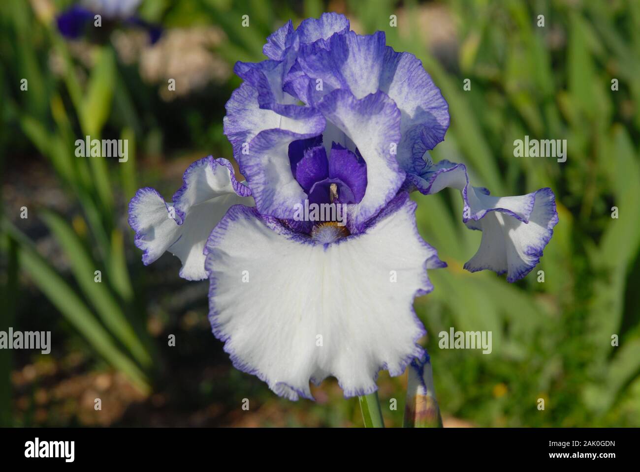 Tall Bearded iris, Patriotic Heart Stock Photo - Alamy