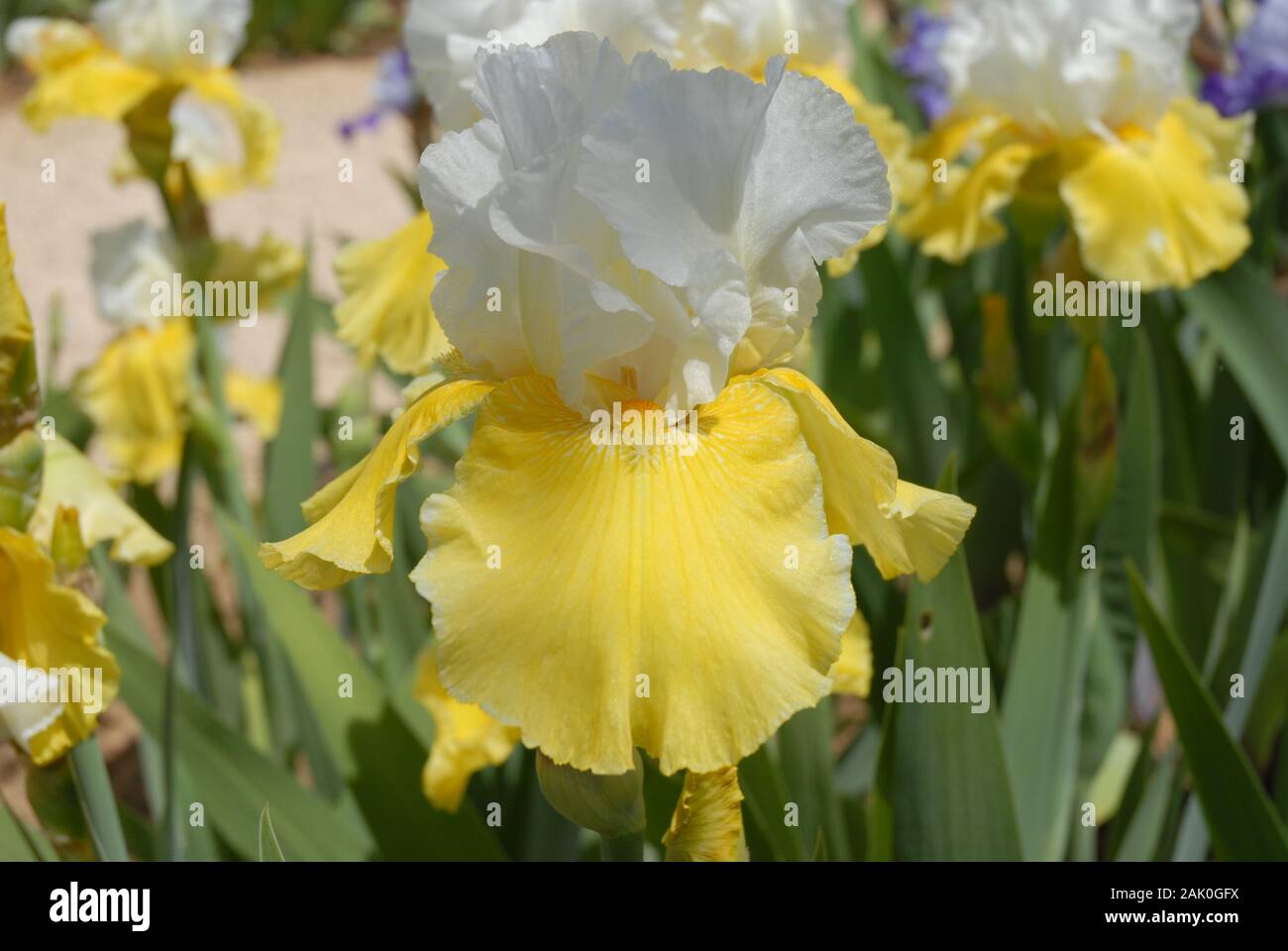 Tall Bearded Iris, Moon Journey. Bicolour flower Stock Photo - Alamy
