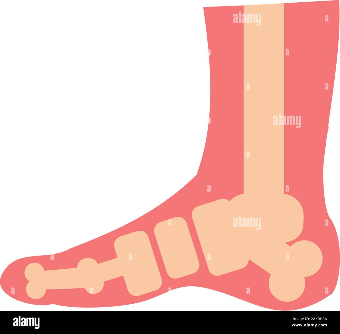 foot bones icon design, Human body person people health anatomy biology ...