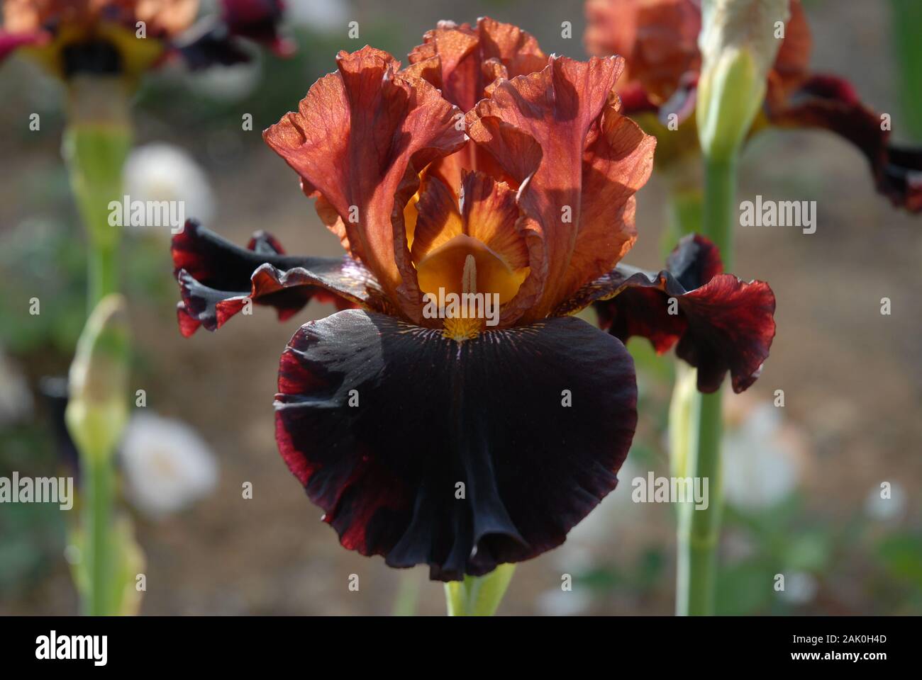 Bicolor bearded iris hi-res stock photography and images - Alamy
