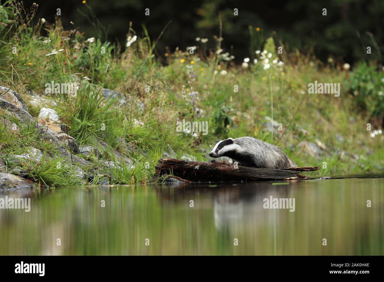 Euroasian badger(european badger) go out from pond - Meles meles Stock ...