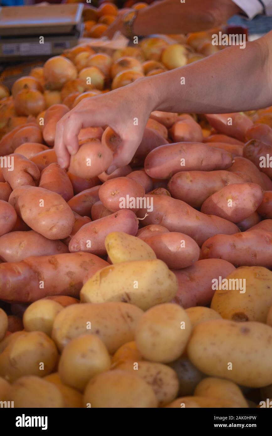 Picking potatoes farm hi-res stock photography and images - Alamy