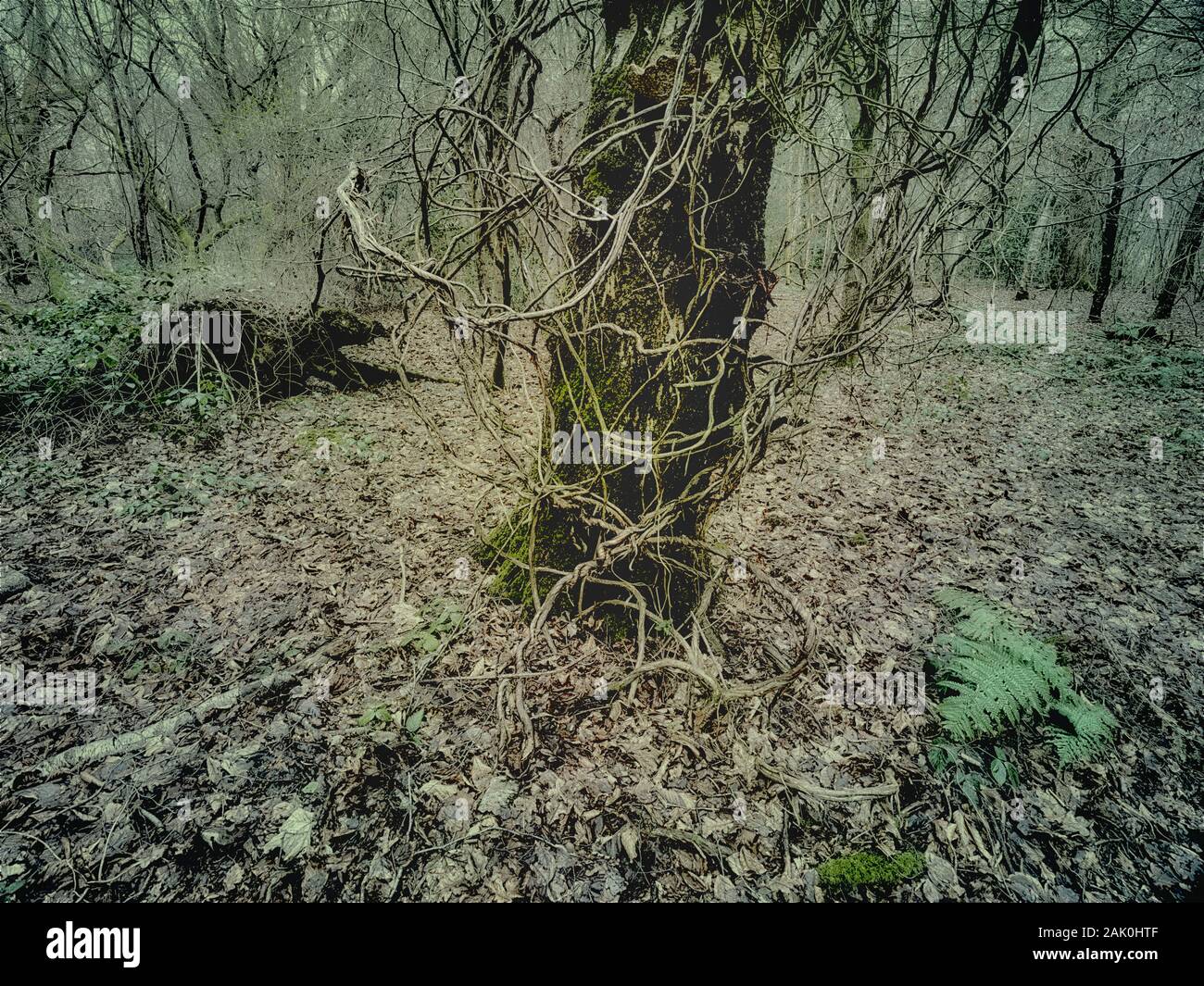 Abstract natural landscape, solidity and structure, with foreground ...