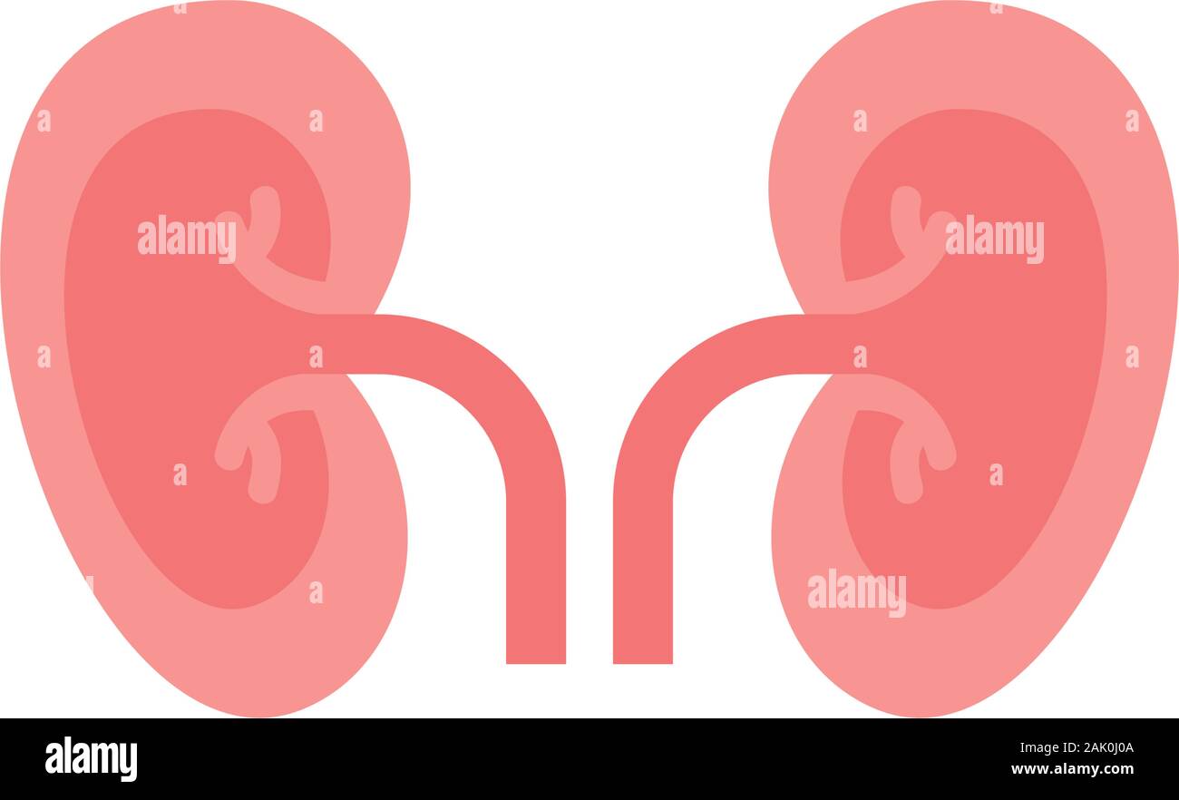 kidneys icon design, Human body person people health anatomy biology ...