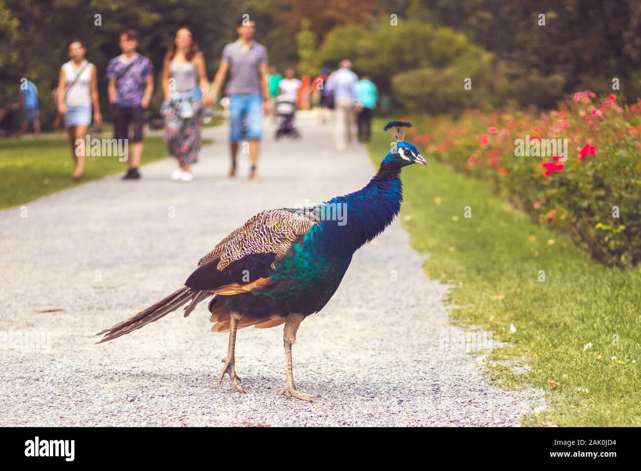 Peacock park hi-res stock photography and images - Alamy