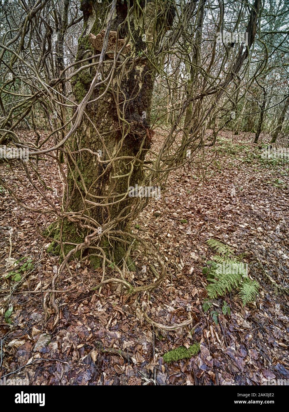 Physical morphology hi-res stock photography and images - Alamy