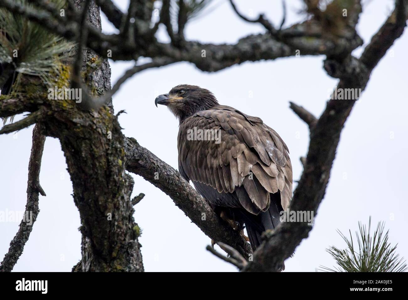 Looking through the branches at an immature bald eagle near Coeur d ...