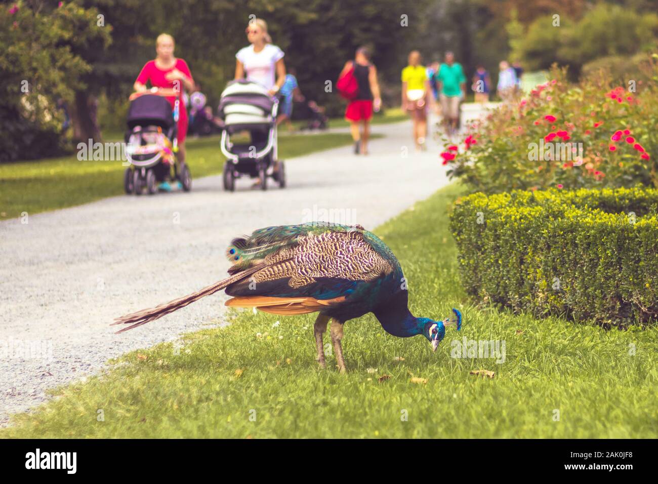 peacock in the park (with path, lawn and flower beds), walking people ...