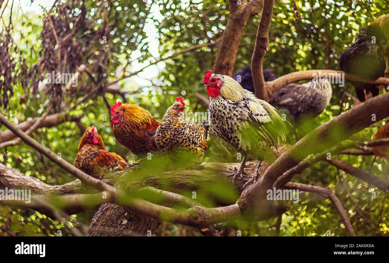 rooster and hens on tree branches Stock Photo - Alamy