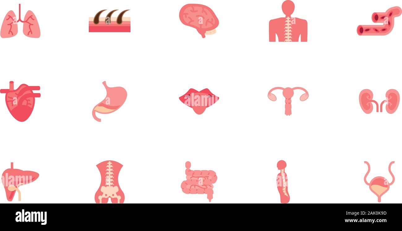 icon set design, Human body person people health anatomy biology and ...