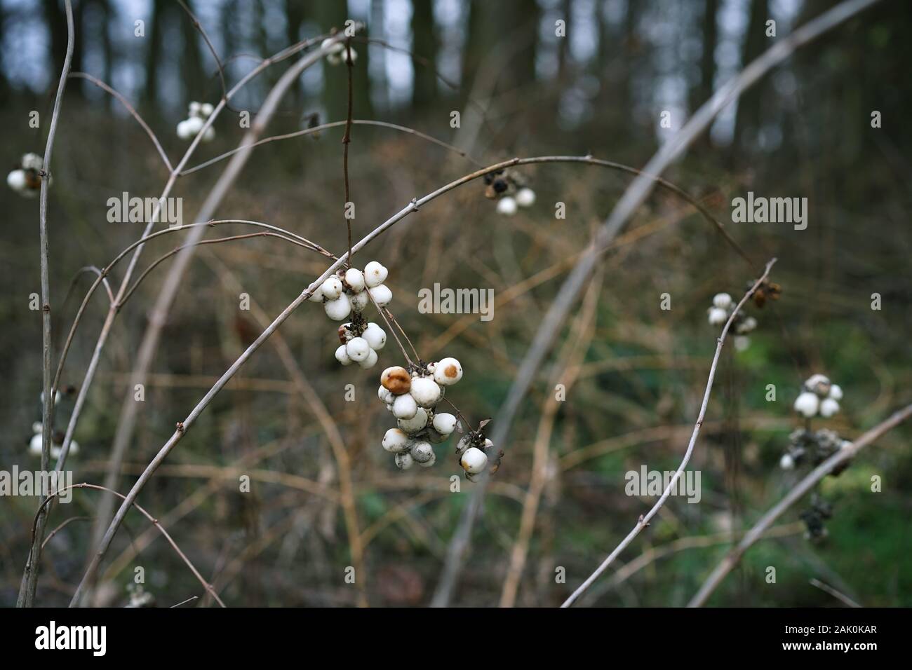 Snowberry Plant High Resolution Stock Photography and Images - Alamy