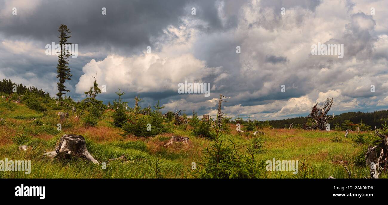 Bohemian forest hi-res stock photography and images - Alamy