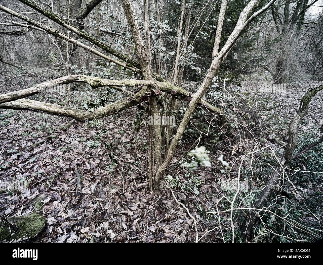 Jews Ear, Auricularia auricula-juda, fungus on tangled branches in ...
