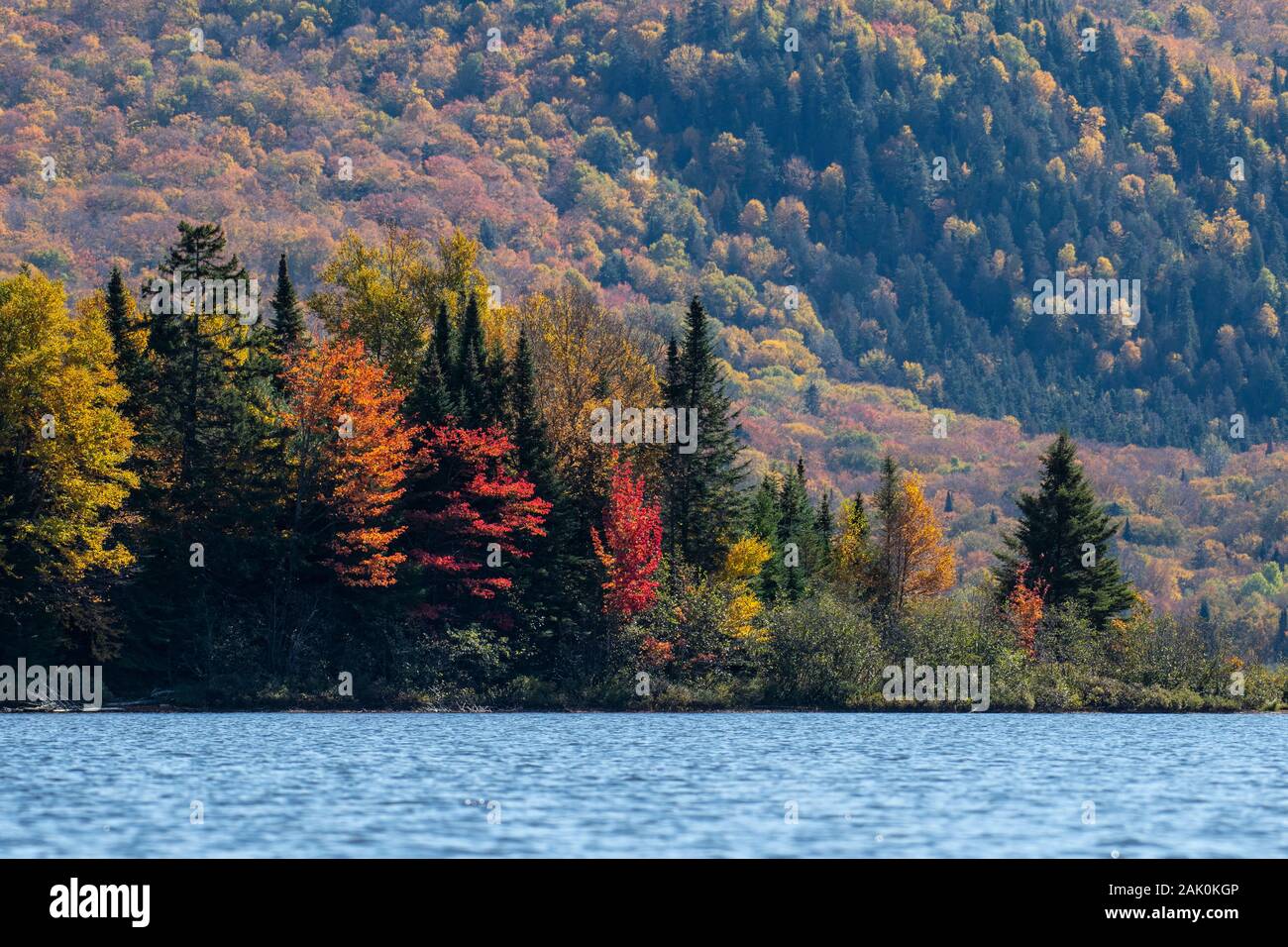 Colorful autumn forest by the lake Stock Photo - Alamy