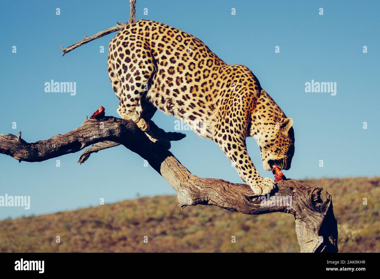 Impala eating tree hi-res stock photography and images - Alamy
