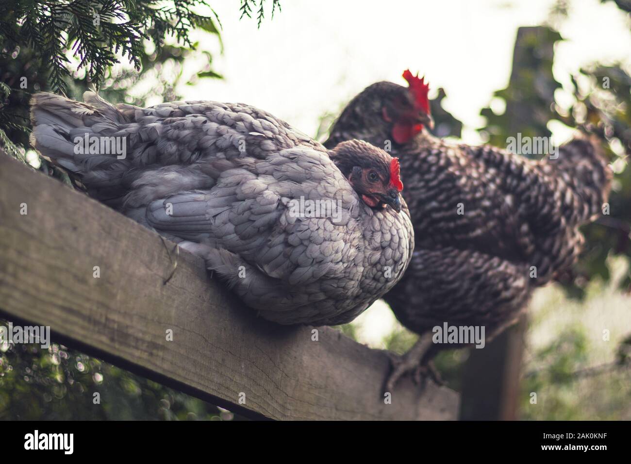 hens - two perched hens (one gray and one speckled) outside in the ...