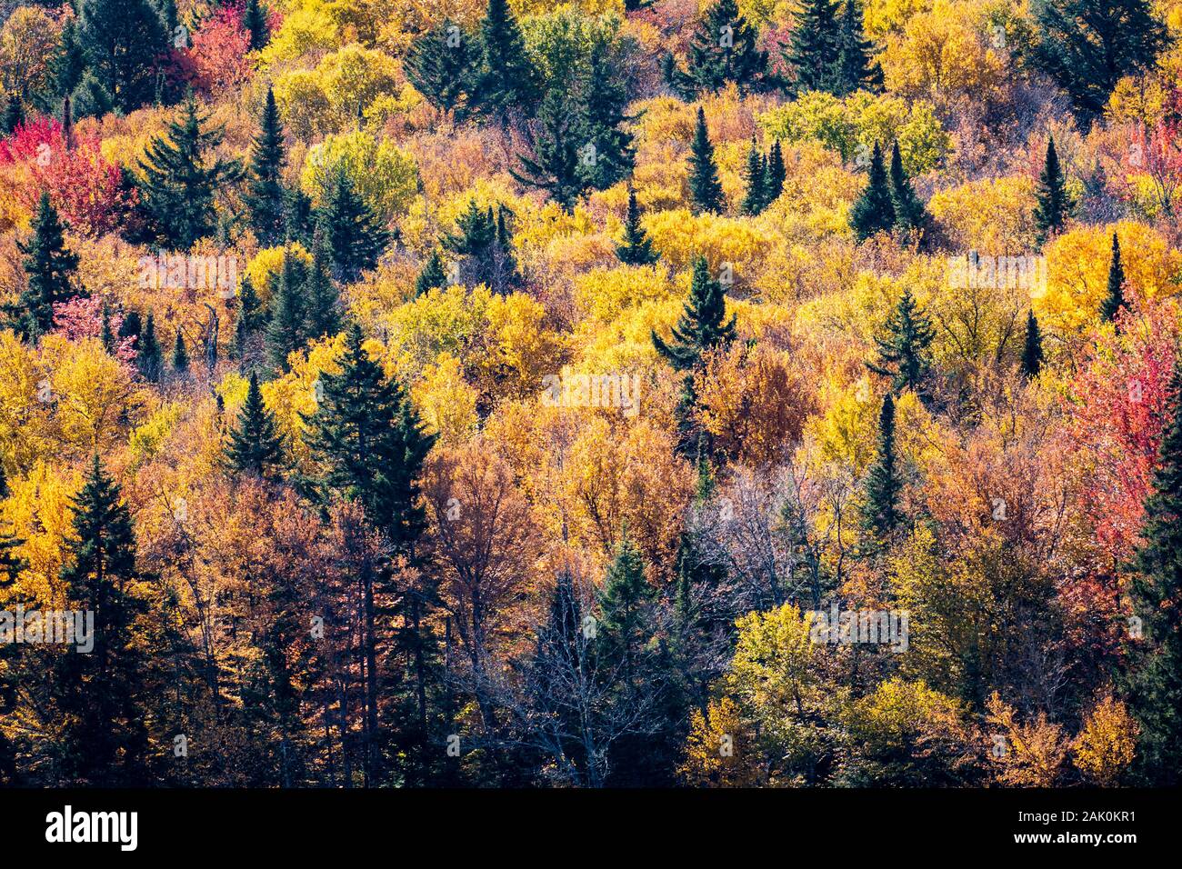 Aerial view of a colorful autumn forest Stock Photo - Alamy