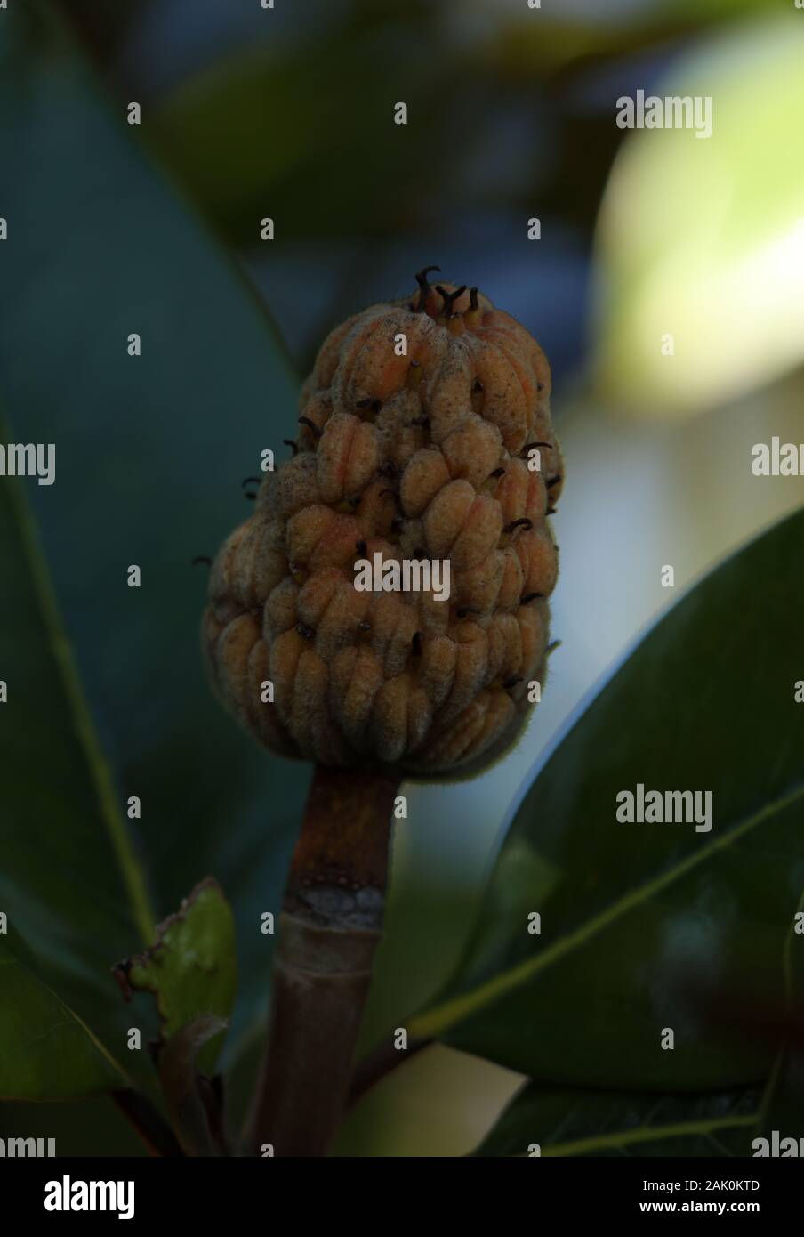 Magnolia Grandiflora Magnolia Stock Photos & Magnolia Grandiflora ...