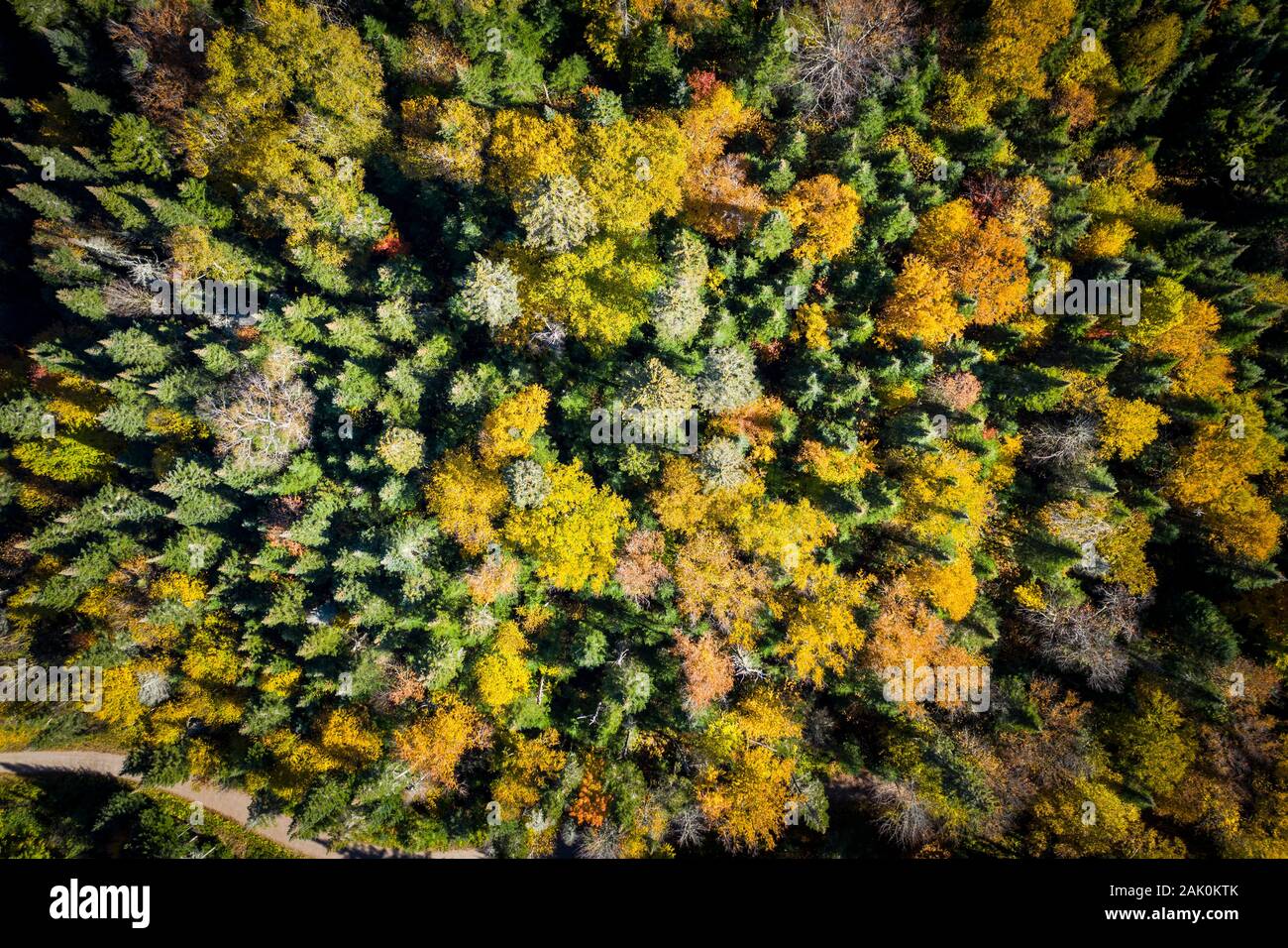 Aerial view of a colorful autumn forest Stock Photo - Alamy