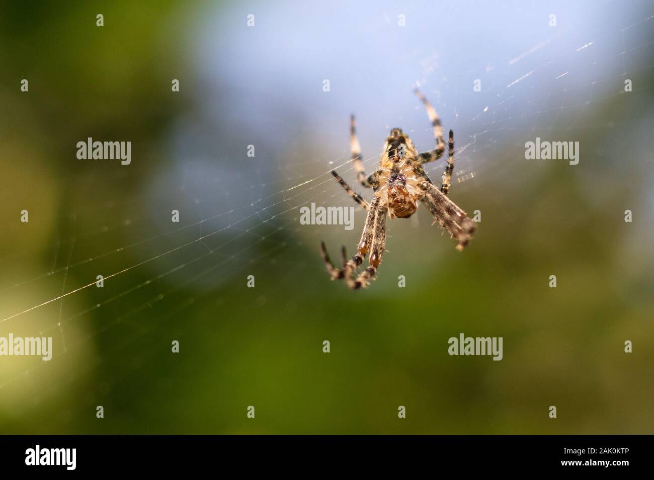 Bottom view of spider hi-res stock photography and images - Alamy