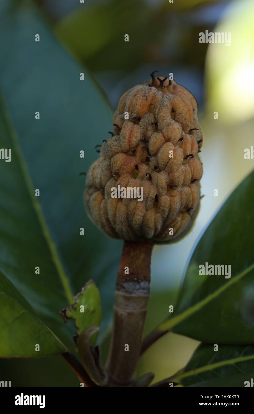 Magnolia grandiflora seed cone hi-res stock photography and images - Alamy