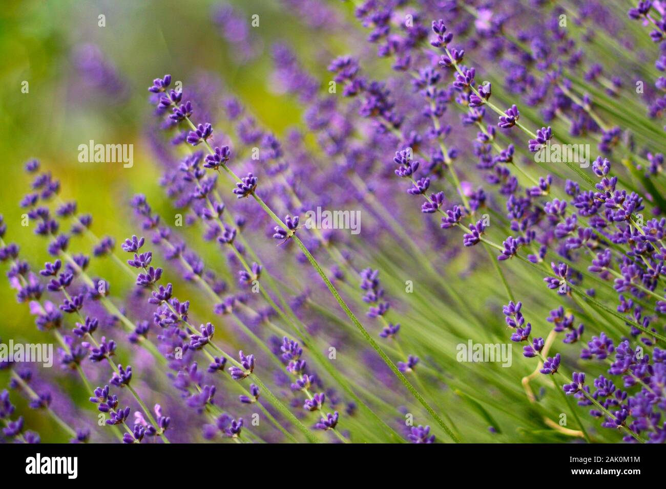 Purple and lavender flowers hi-res stock photography and images - Alamy