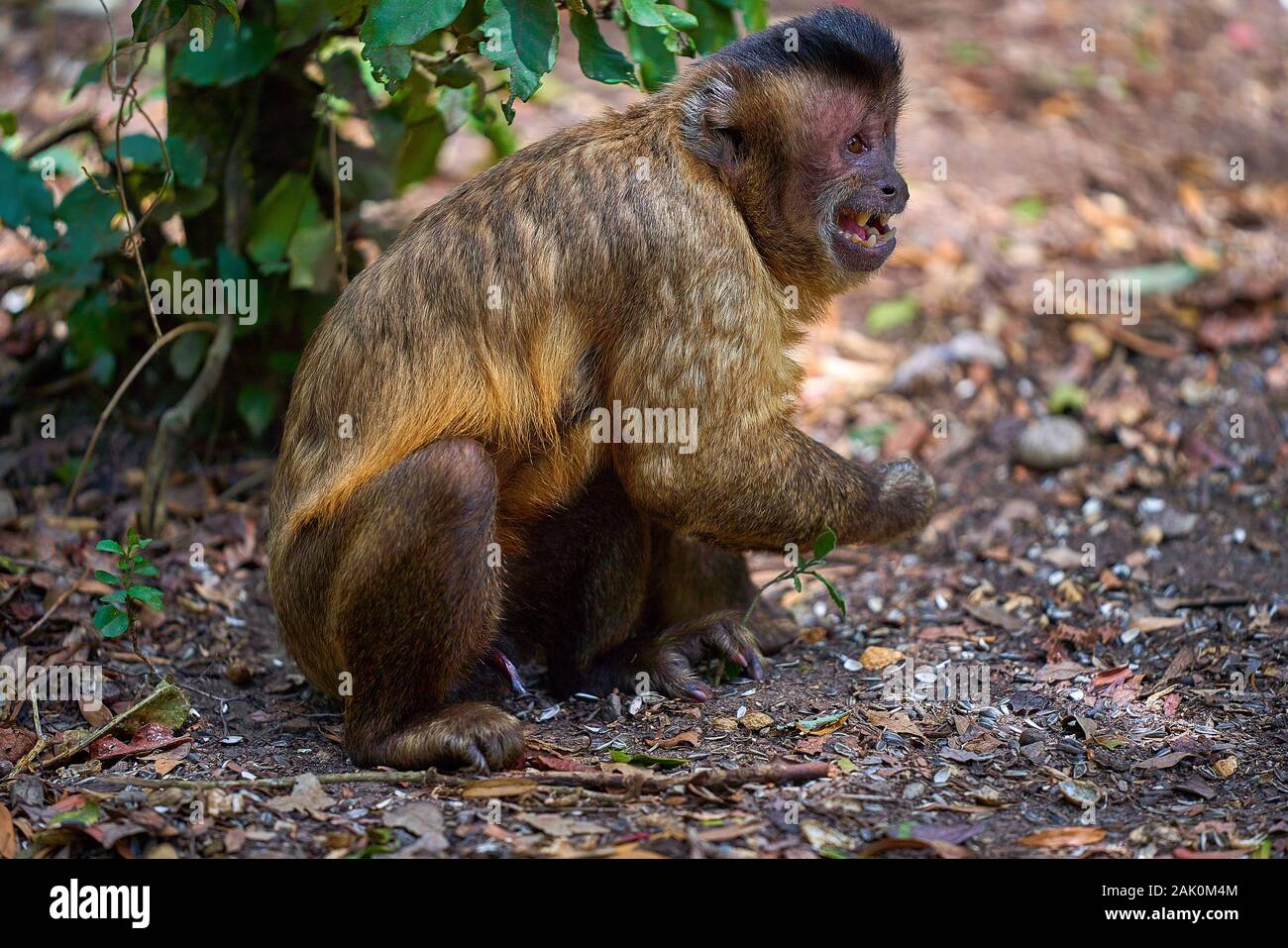 Monkey on the ground eating Stock Photo - Alamy