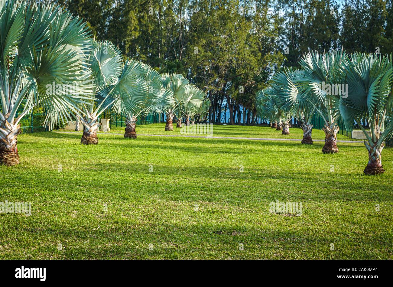Latania loddigesii or commonly known as Blue Latan palm trees on a ...