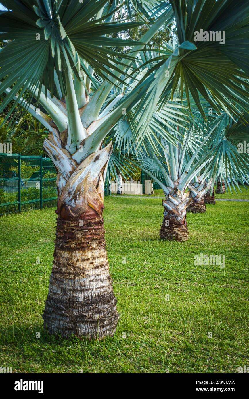 Latania loddigesii is species palm tree hi-res stock photography and ...