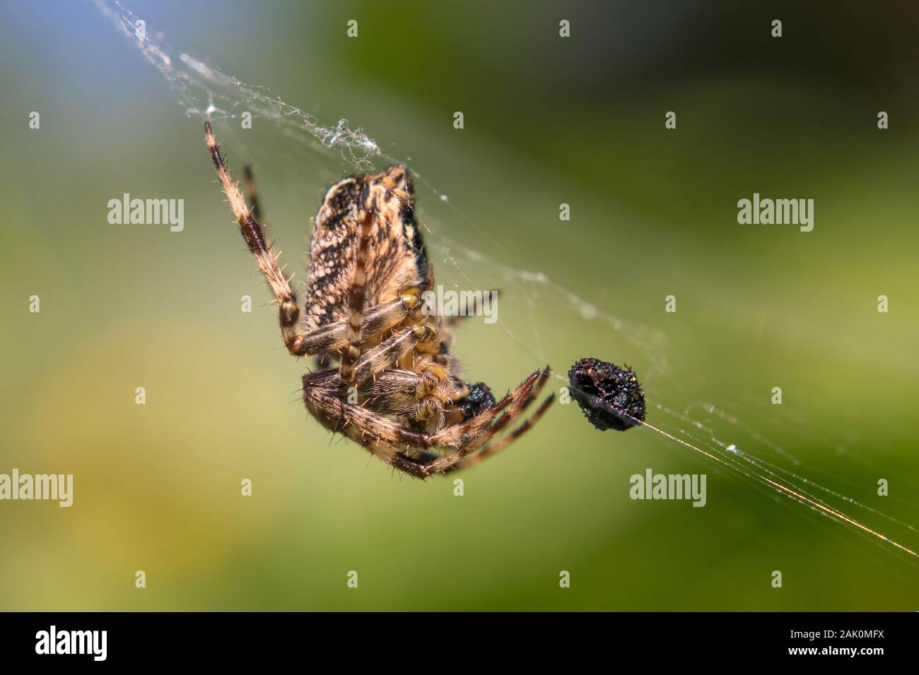 Caught prey hi-res stock photography and images - Alamy