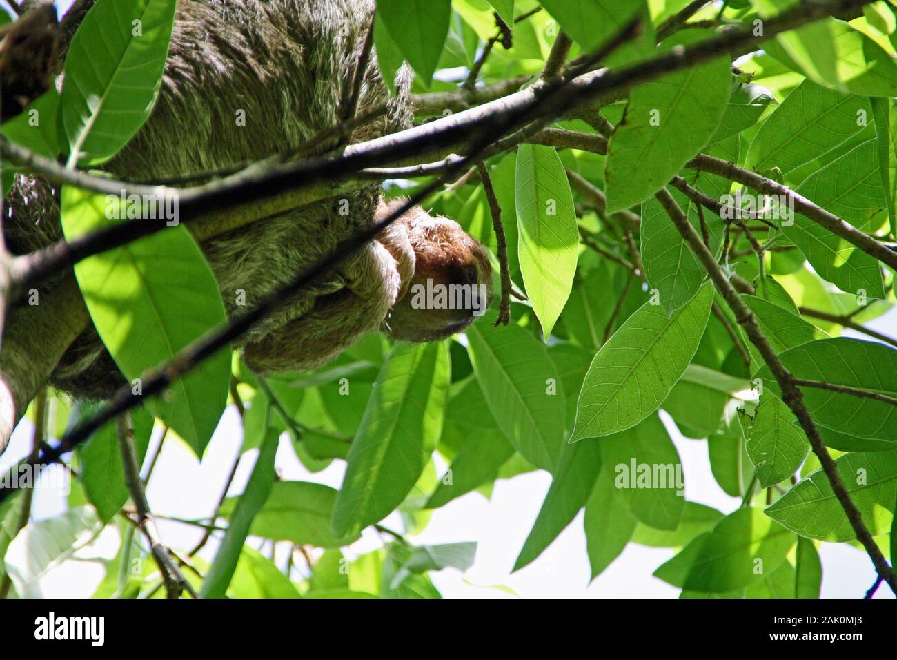 Wet sloth hi-res stock photography and images - Alamy