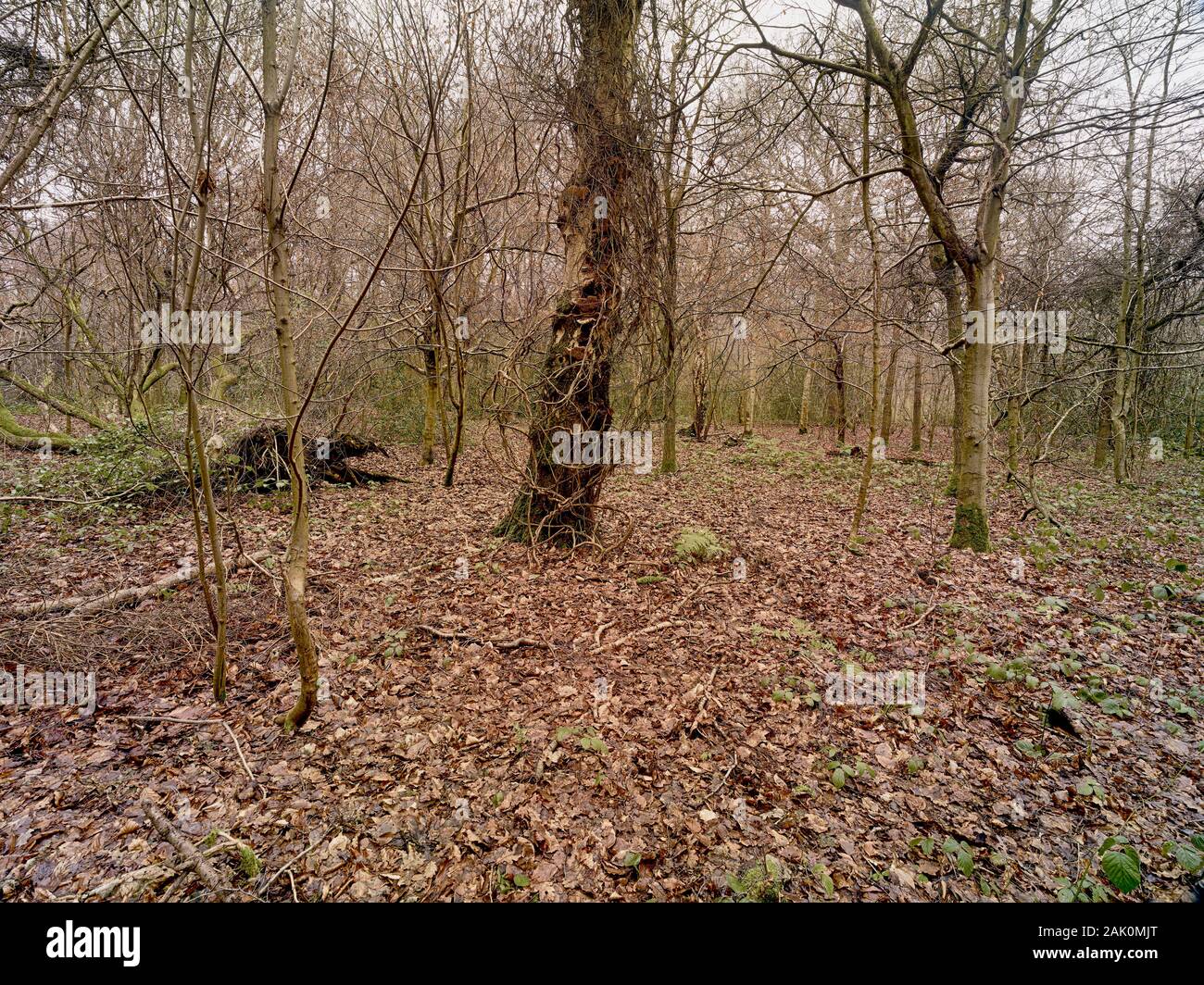 Abstract natural landscape, solidity and structure, with foreground ...