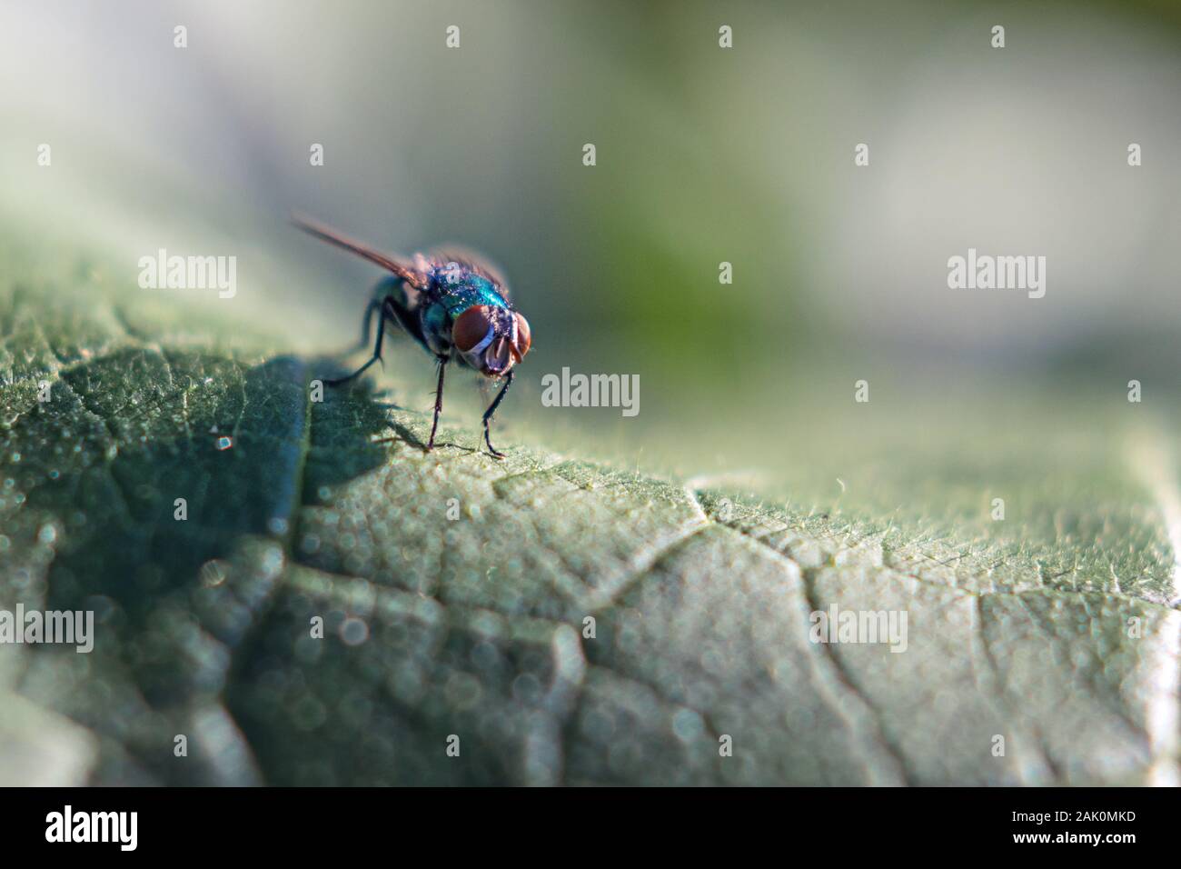 Pumpkin leaf hi-res stock photography and images - Alamy
