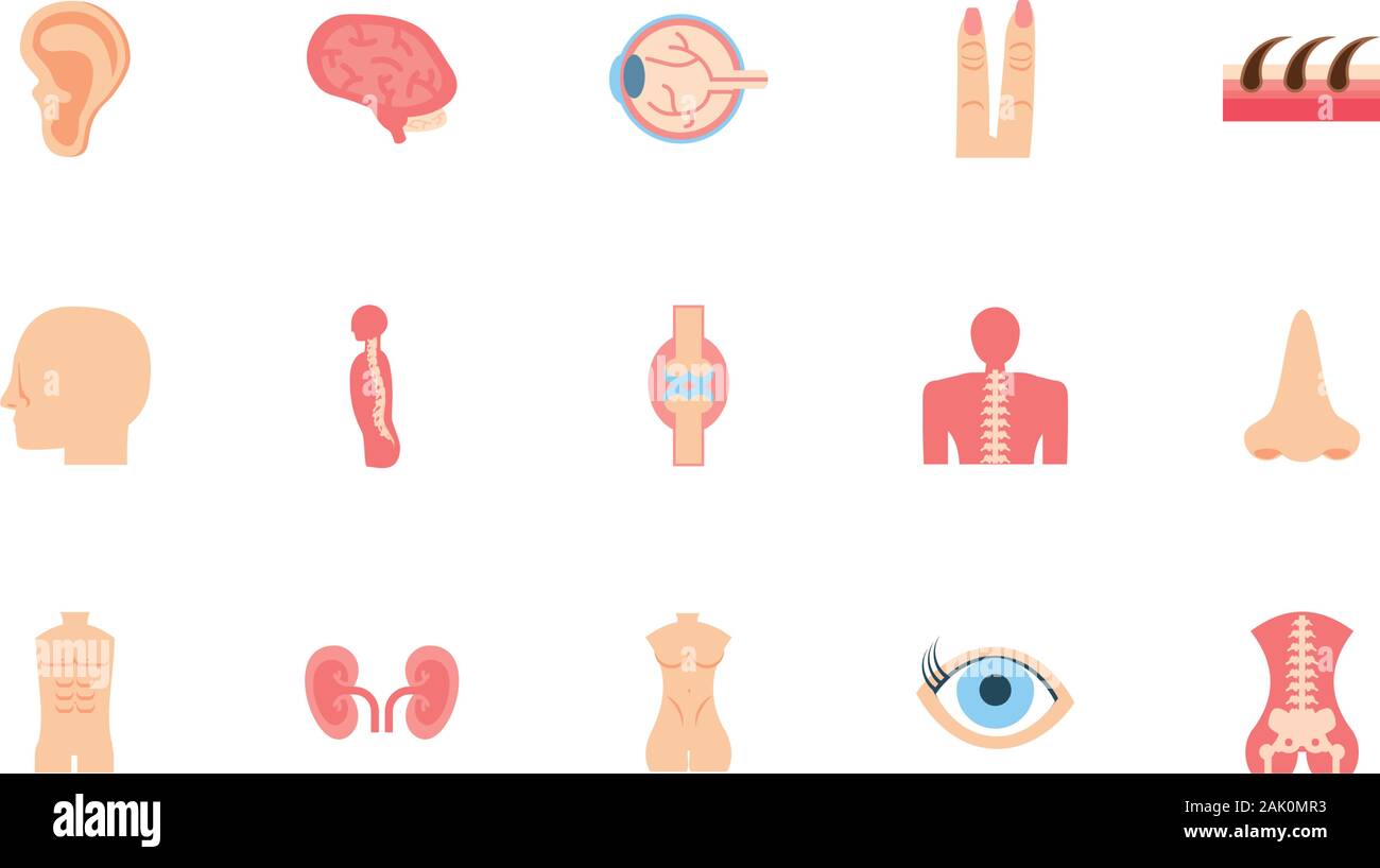 icon set design, Human body person people health anatomy biology and ...