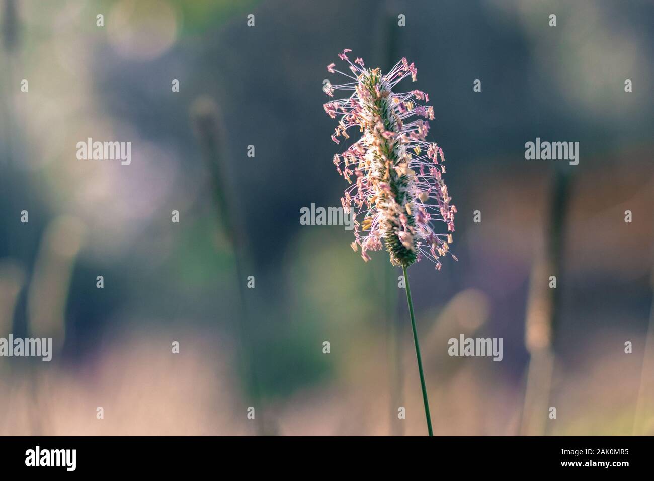 Timothy grass hi-res stock photography and images - Alamy