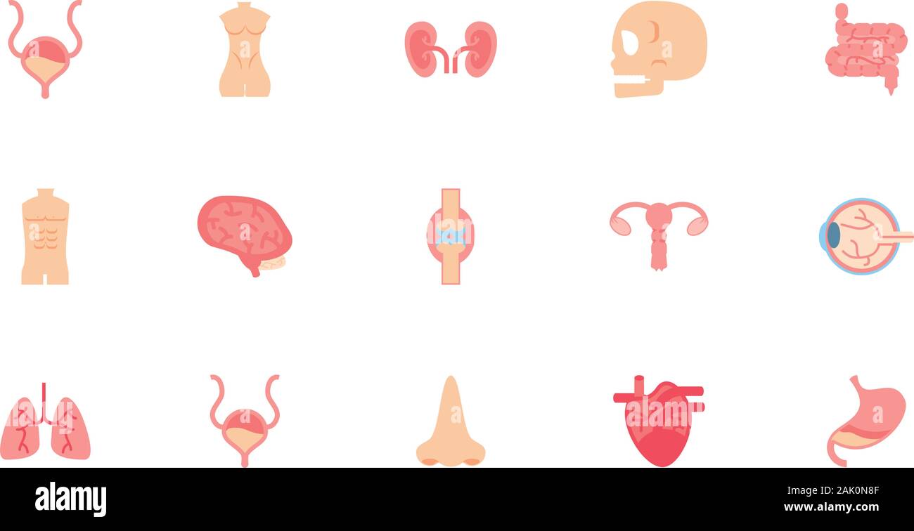 icon set design, Human body person people health anatomy biology and ...