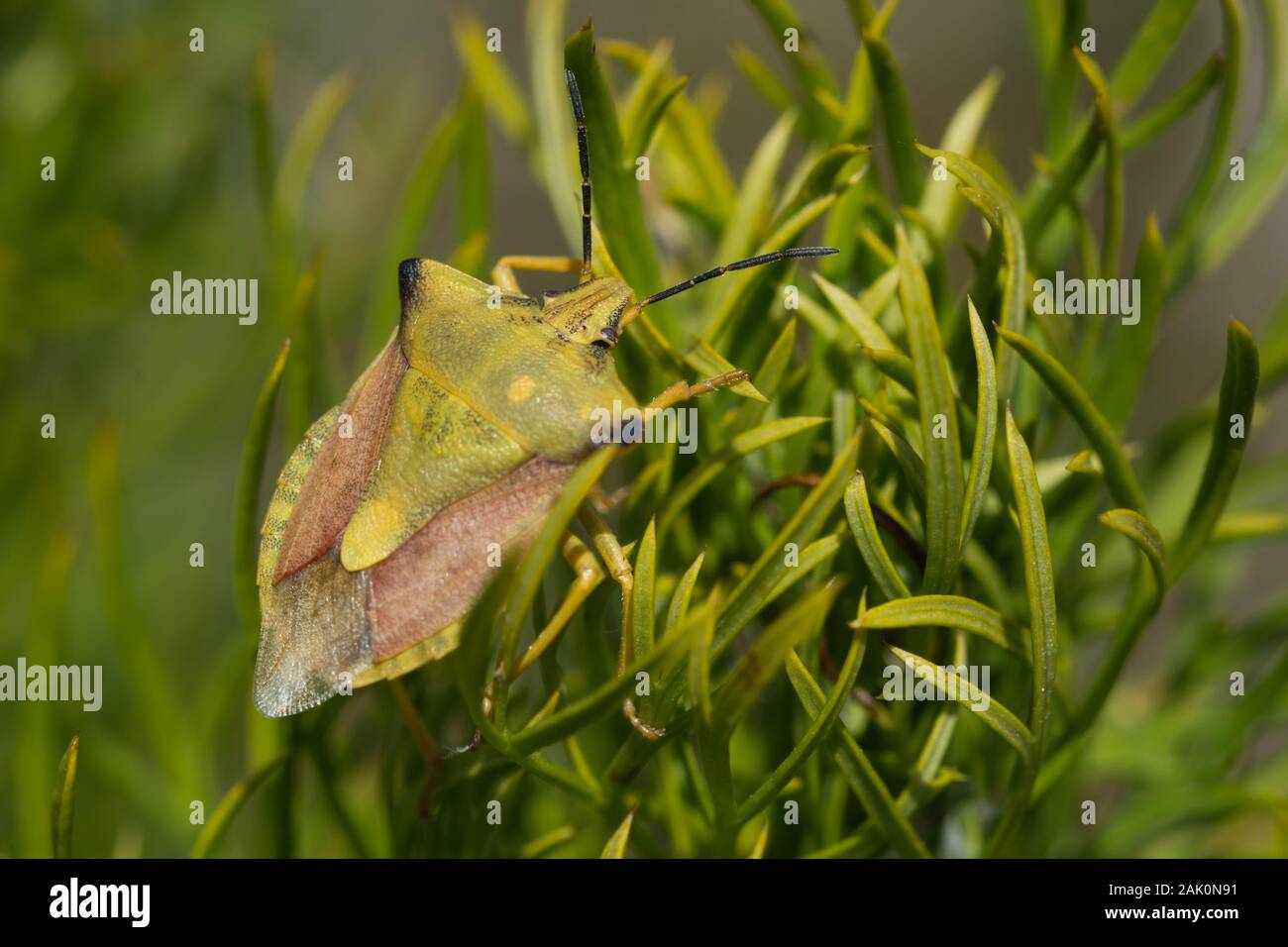 Pentatomid bugs hi-res stock photography and images - Alamy