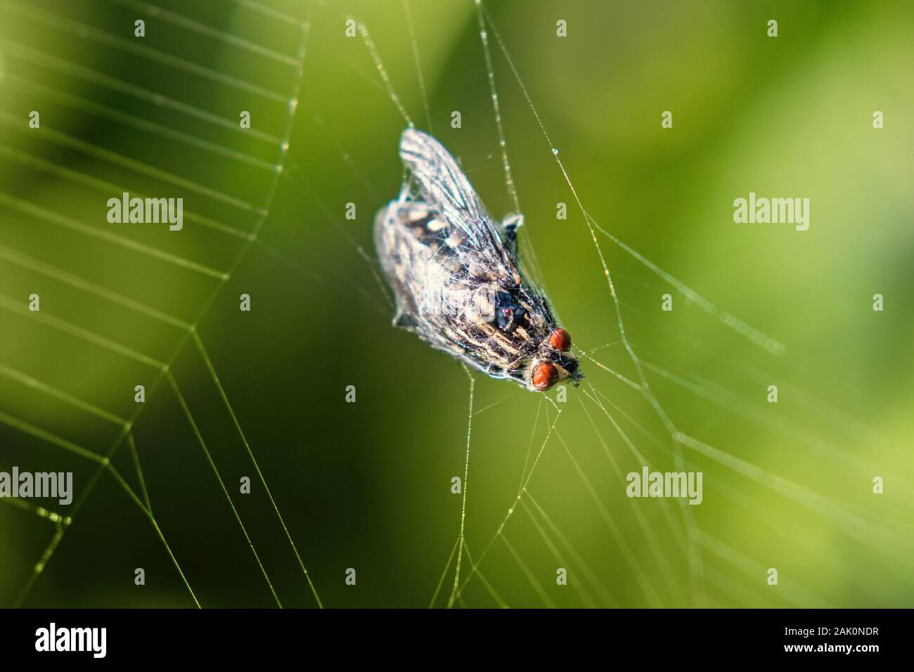 Fly Caught In Web