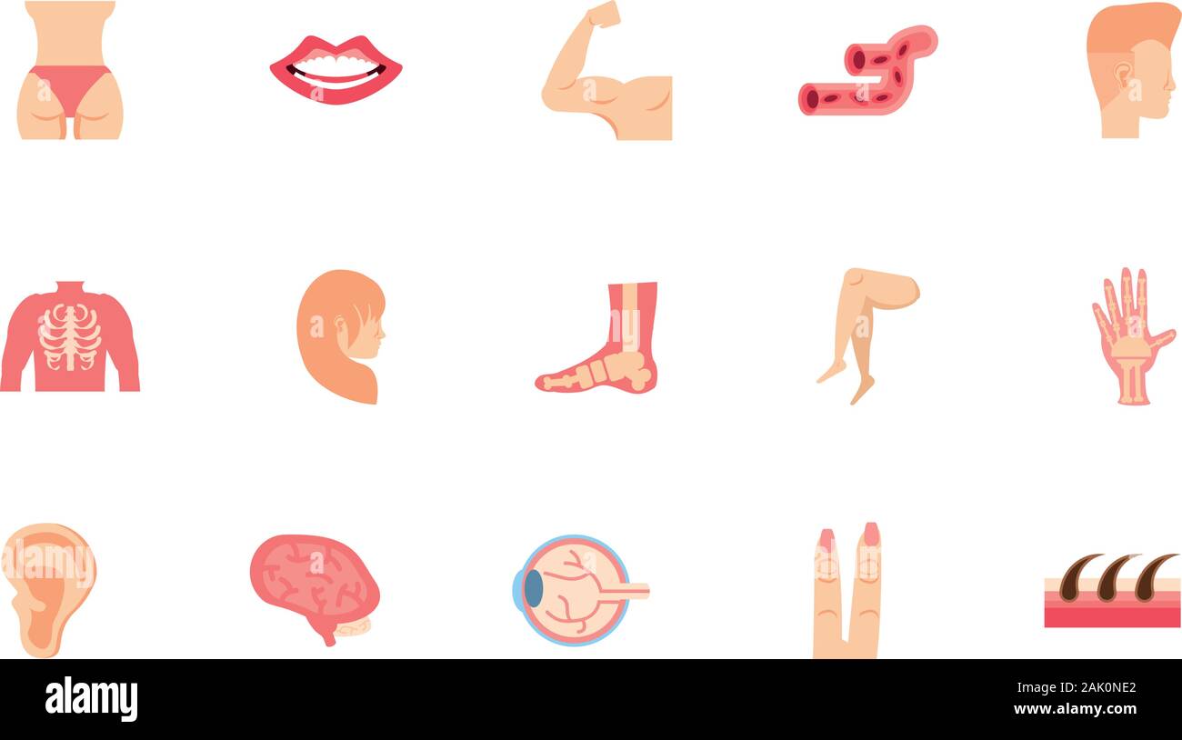 icon set design, Human body person people health anatomy biology and ...