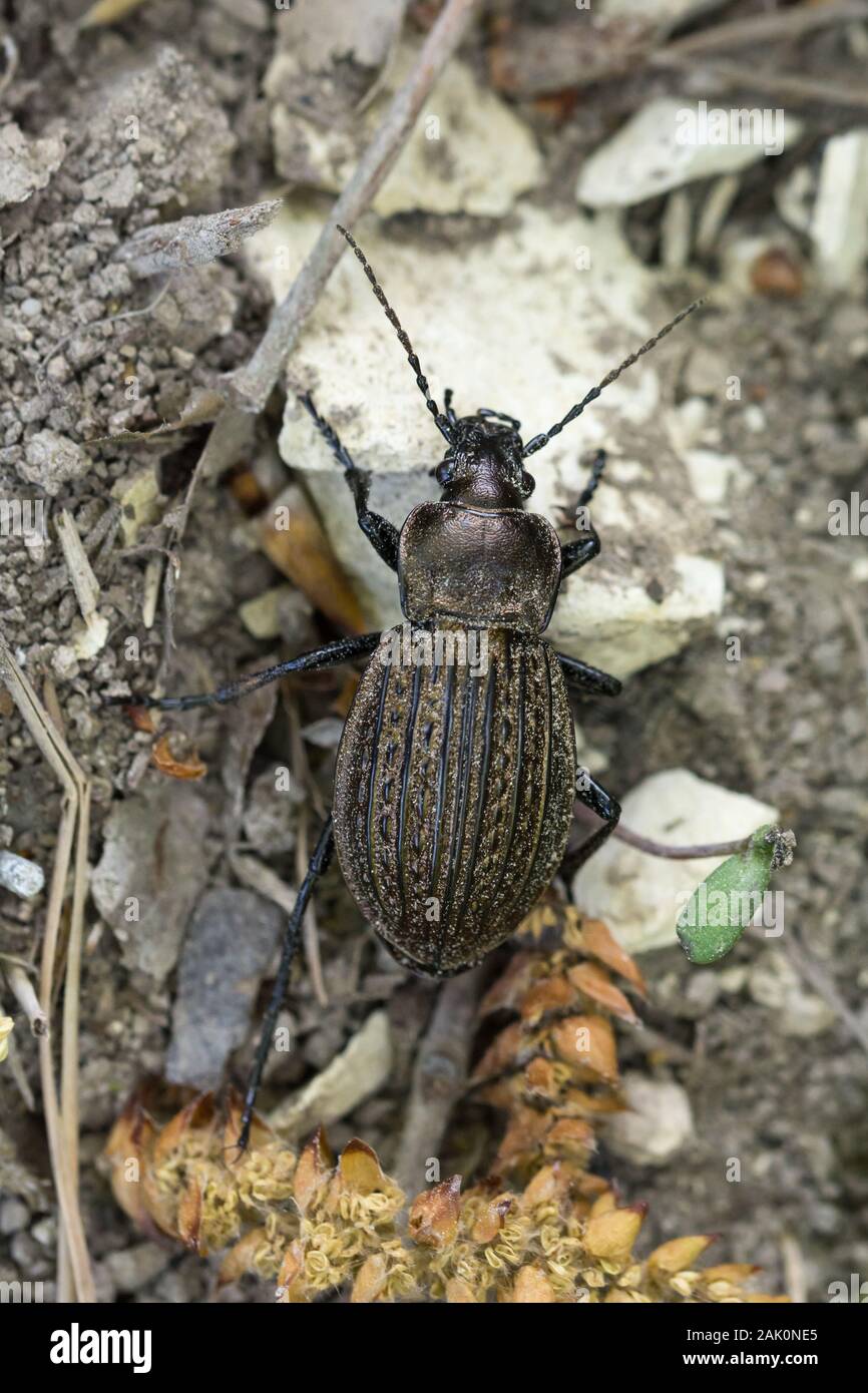 Palearctic insects hi-res stock photography and images - Alamy