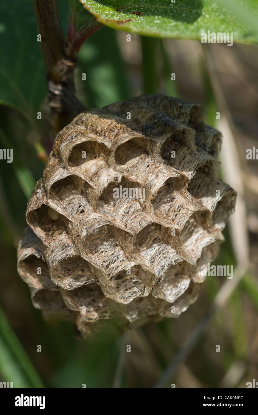 Nest of Paper wasp (Polistes nimpha) attached to the branch of a bush ...